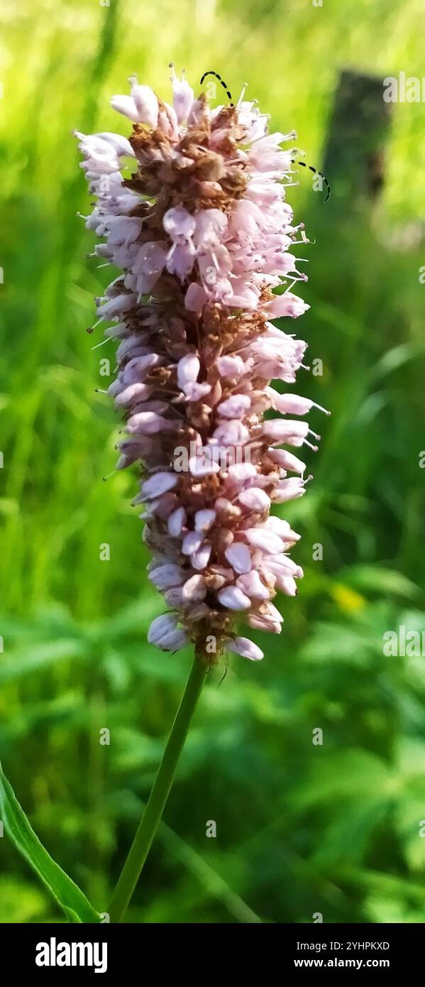 common bistort (Bistorta officinalis Stock Photo - Alamy
