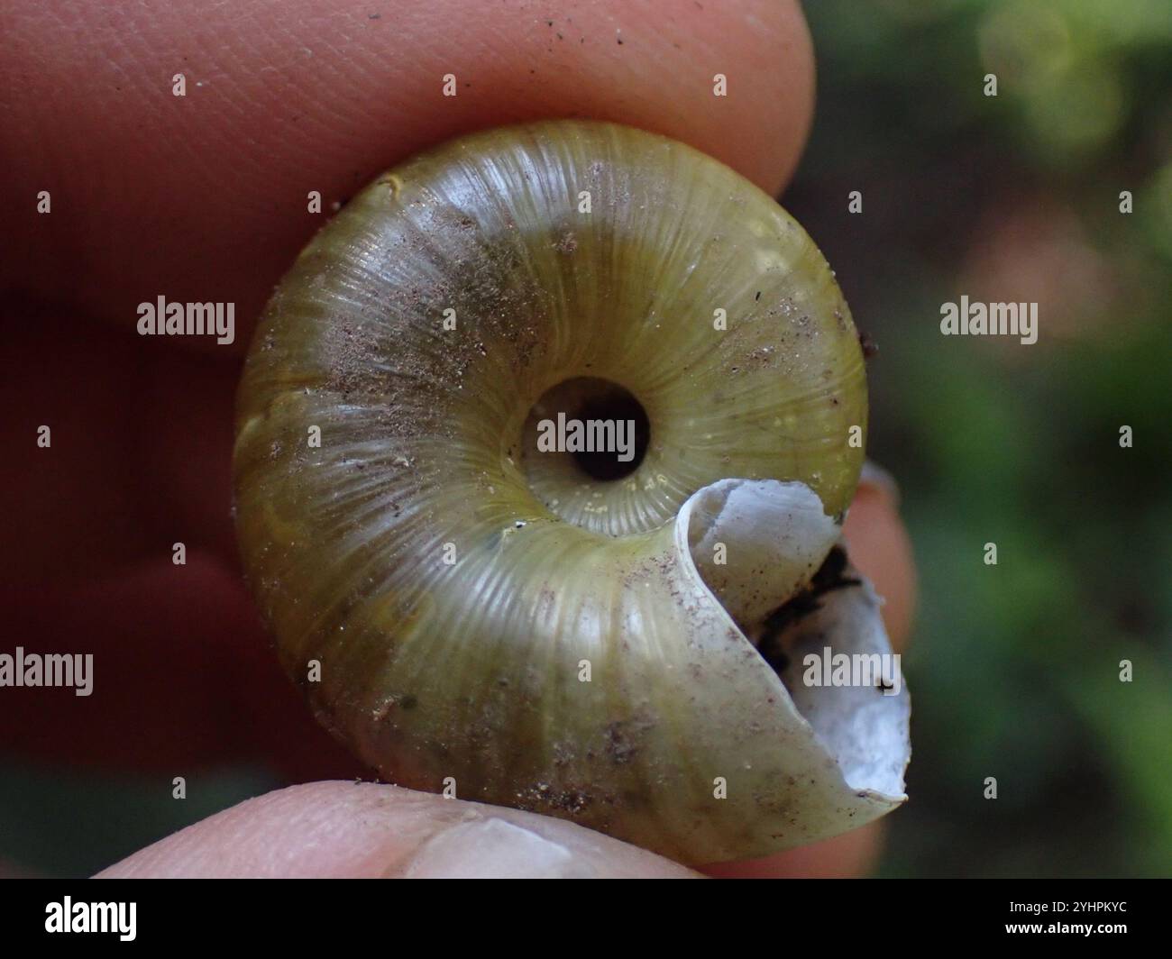 Robust Lancetooth Snail (Haplotrema vancouverense Stock Photo - Alamy