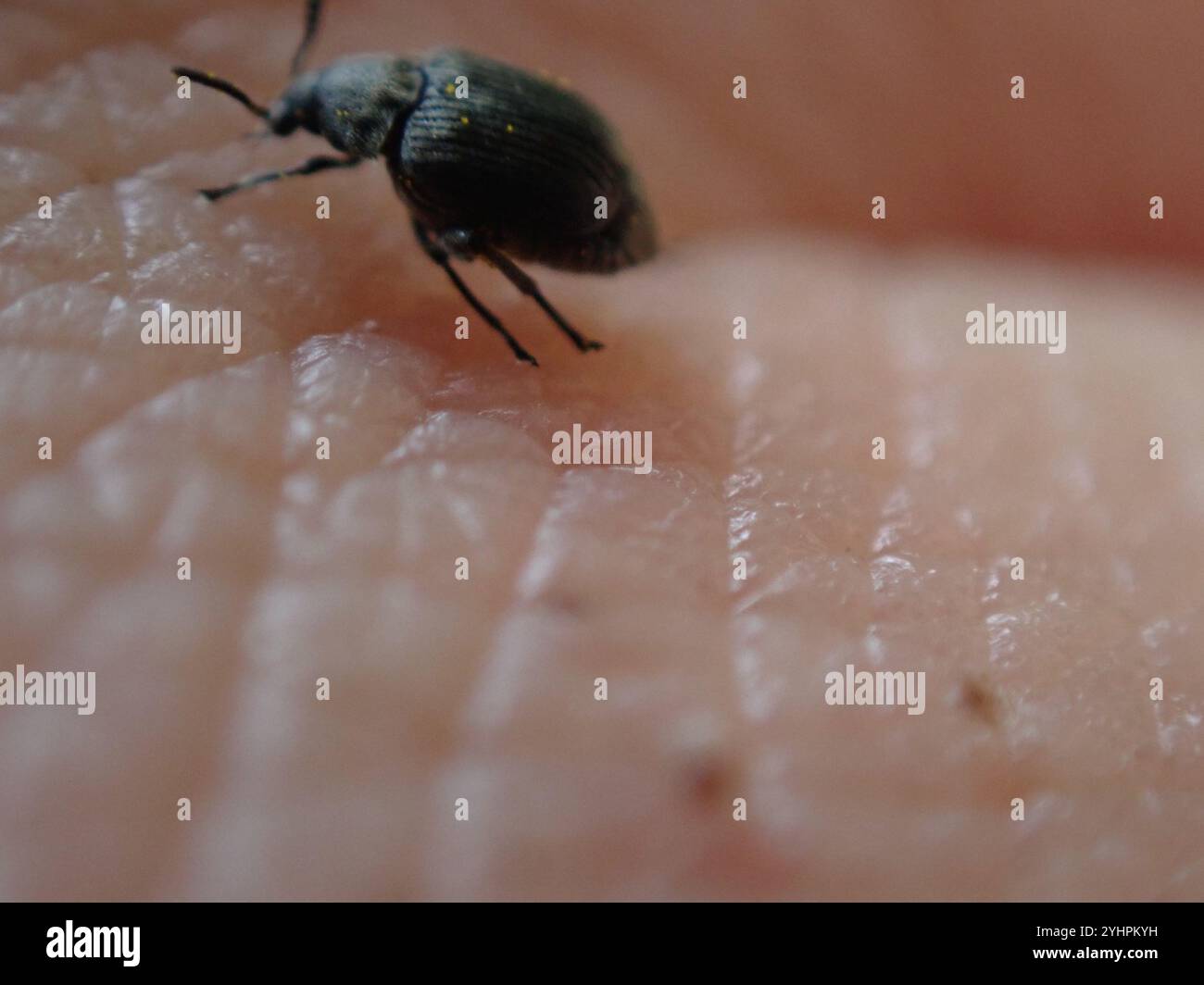 Broom Seed Beetle (Bruchidius villosus Stock Photo - Alamy