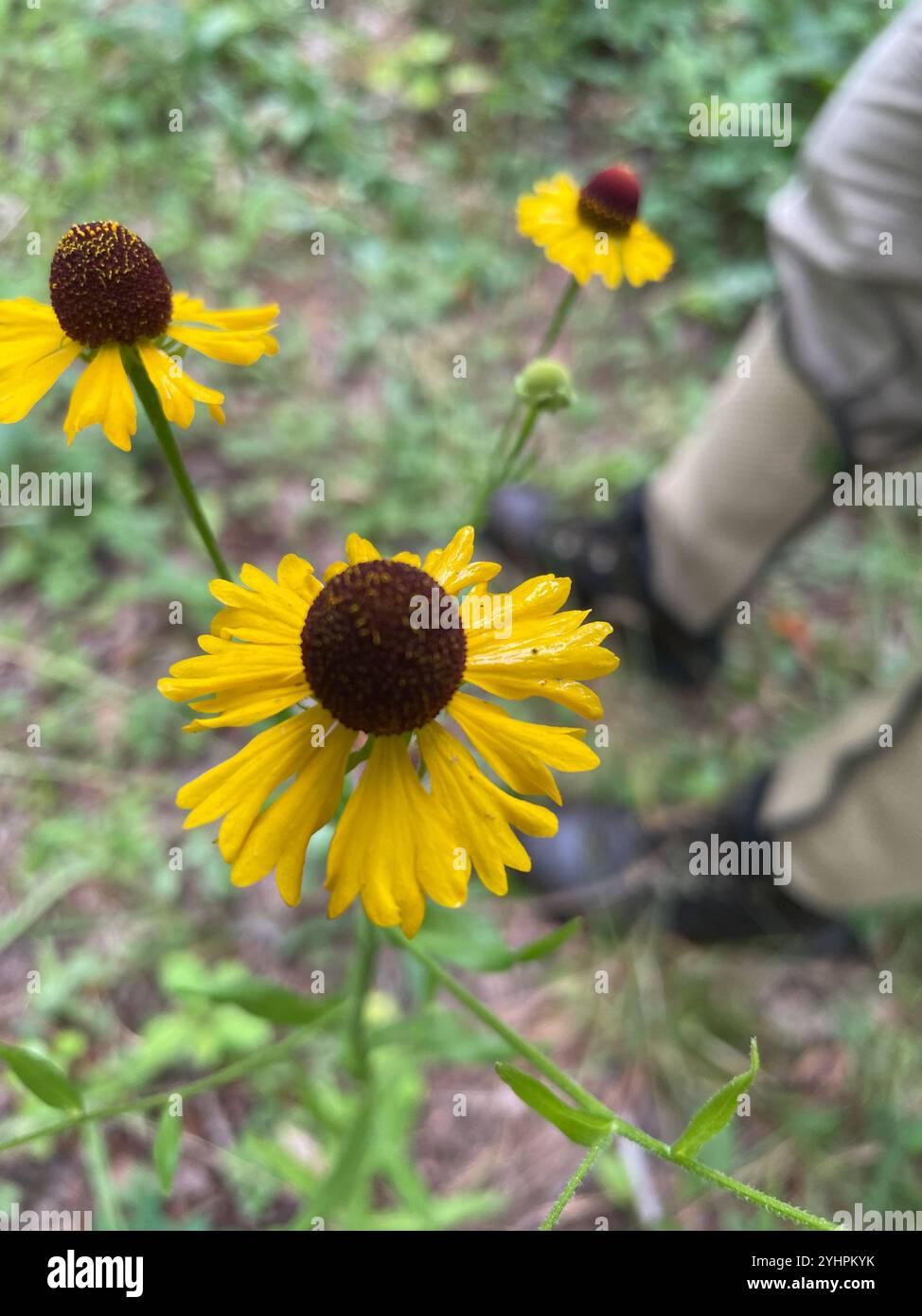Southern Sneezeweed (Helenium flexuosum Stock Photo - Alamy