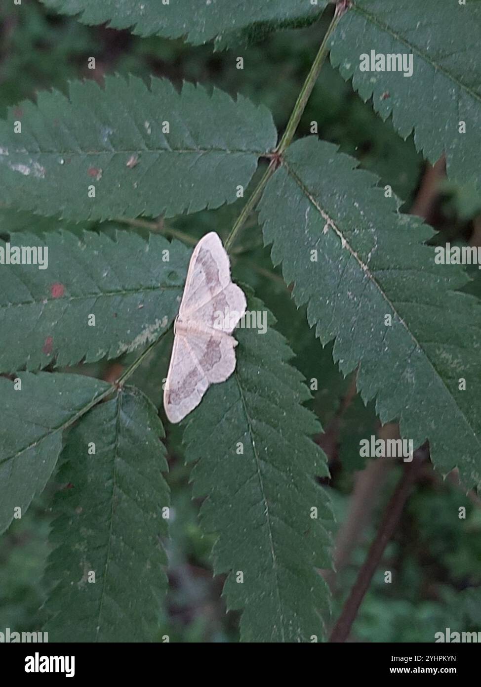 Riband Wave (Idaea aversata Stock Photo - Alamy