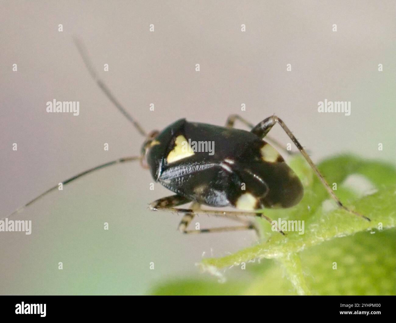 Three Spotted Nettle Bug (Liocoris tripustulatus Stock Photo - Alamy