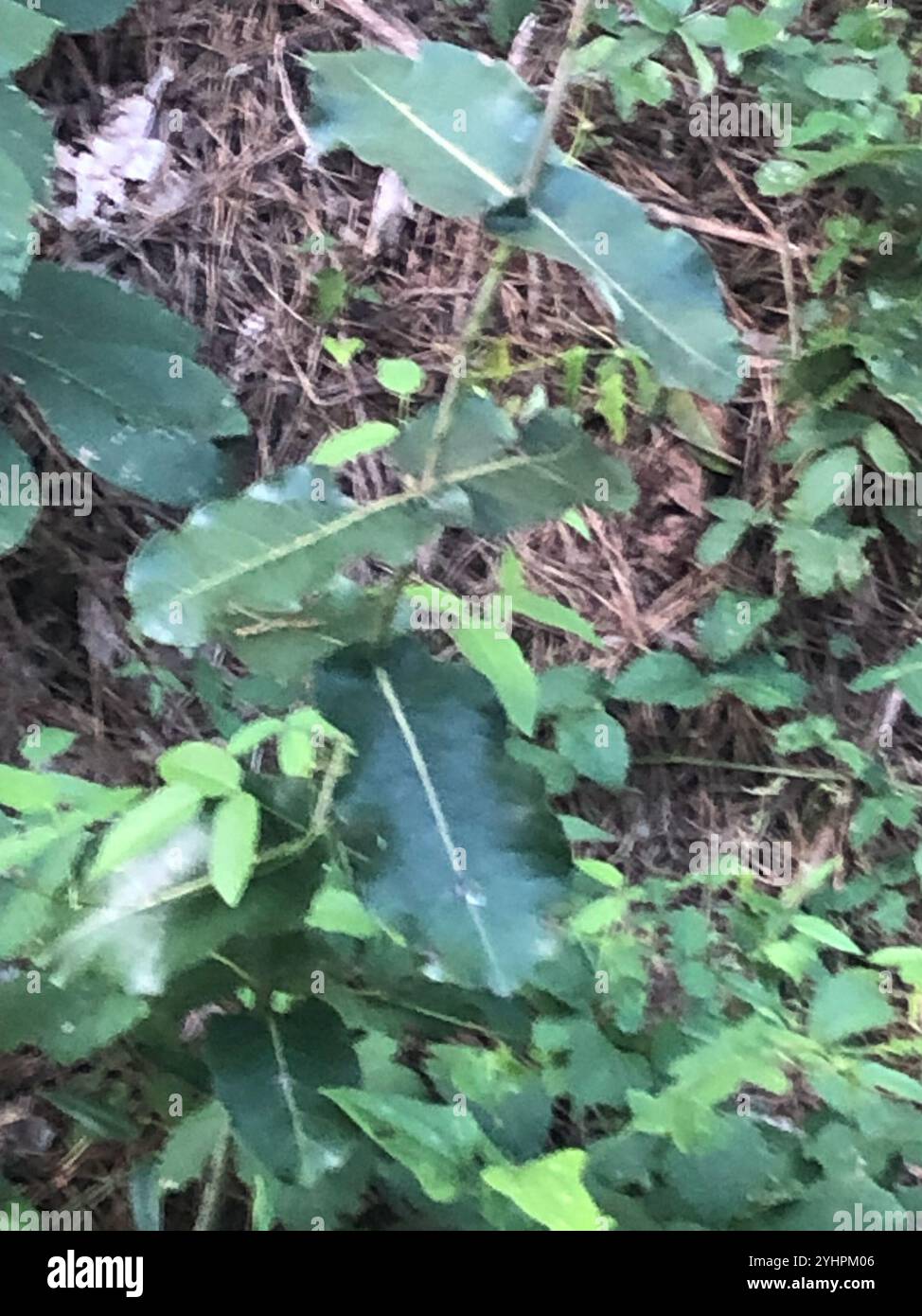 clasping milkweed (Asclepias amplexicaulis Stock Photo - Alamy