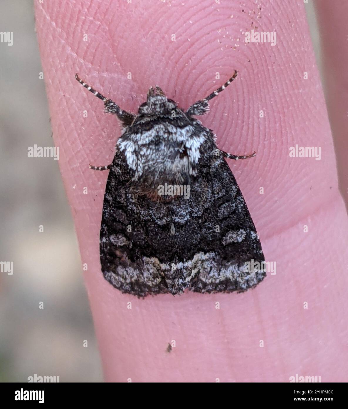 Olive Arches Moth (Lacinipolia olivacea Stock Photo - Alamy