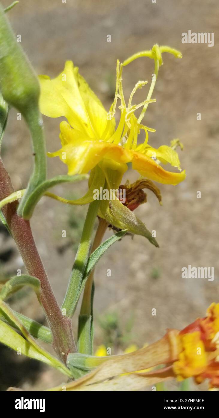 tall evening primrose (Oenothera elata Stock Photo - Alamy