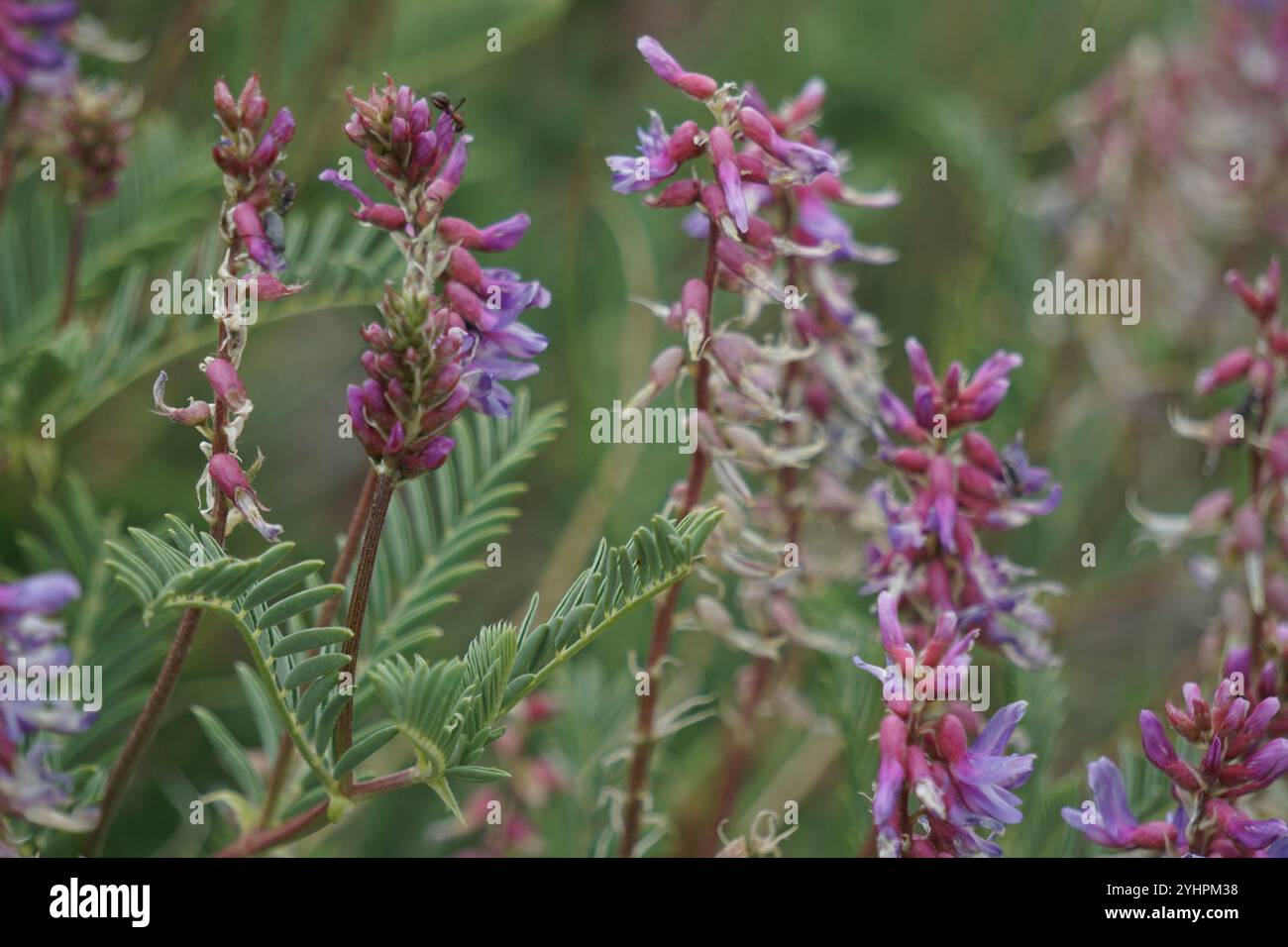 Two-grooved Milkvetch (Astragalus bisulcatus Stock Photo - Alamy