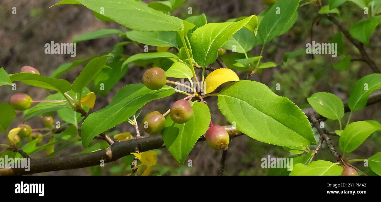Siberian crabapple (Malus baccata Stock Photo - Alamy