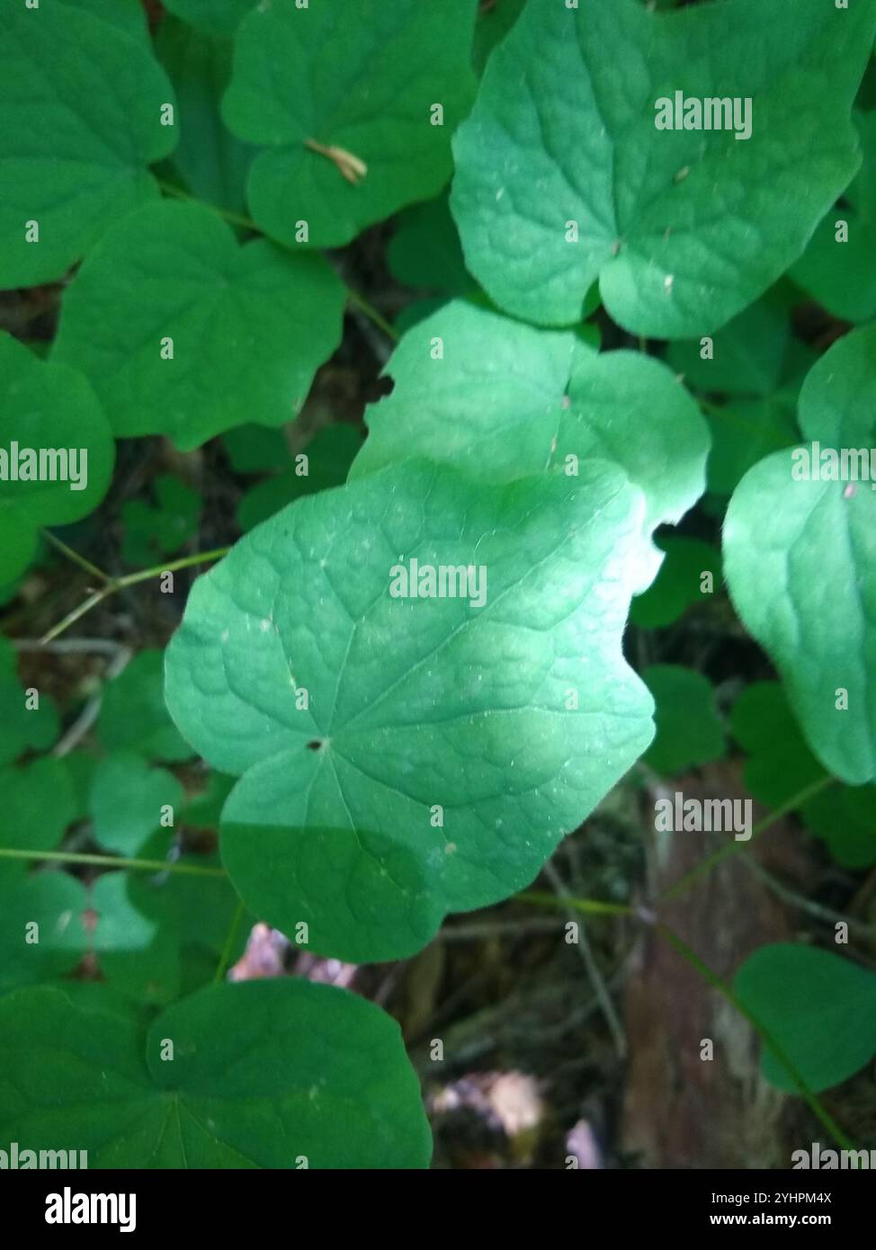 White Inside-out Flower (Vancouveria hexandra Stock Photo - Alamy