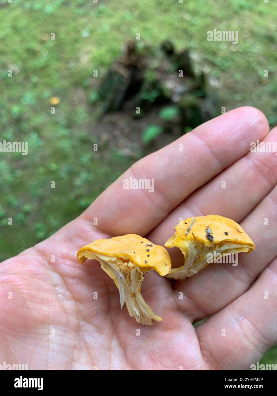 flame trumpet (Craterellus ignicolor Stock Photo - Alamy