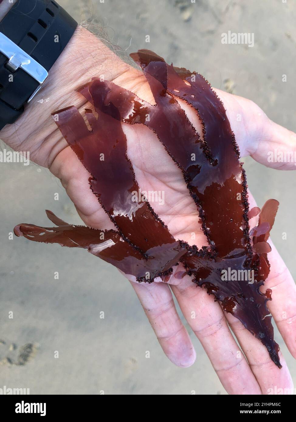 Grape Tongue (Cryptopleura ruprechtiana Stock Photo - Alamy