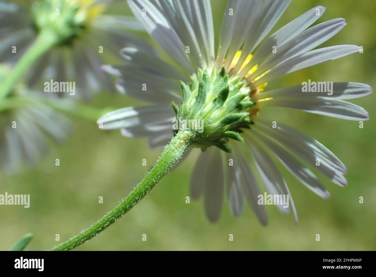 Subalpine Fleabane (Erigeron glacialis glacialis Stock Photo - Alamy