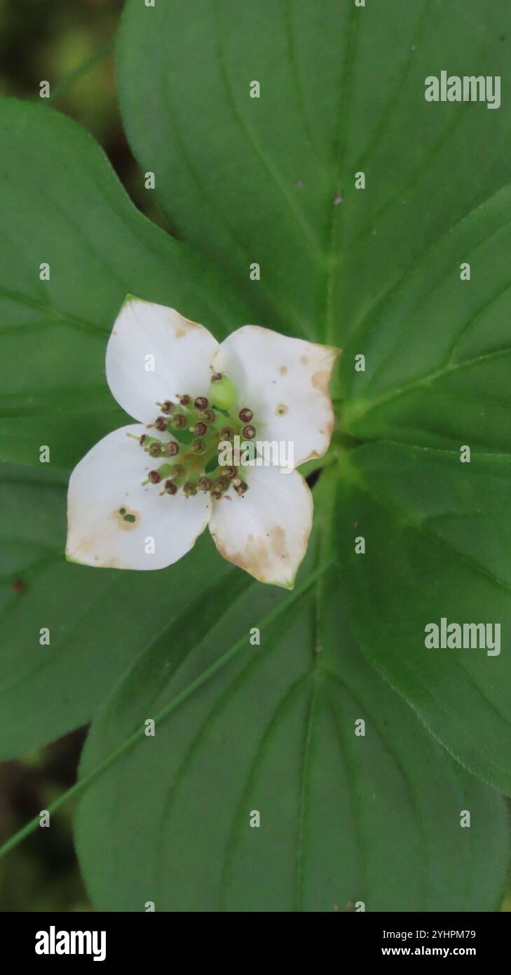 Canadian bunchberry (Cornus canadensis Stock Photo - Alamy