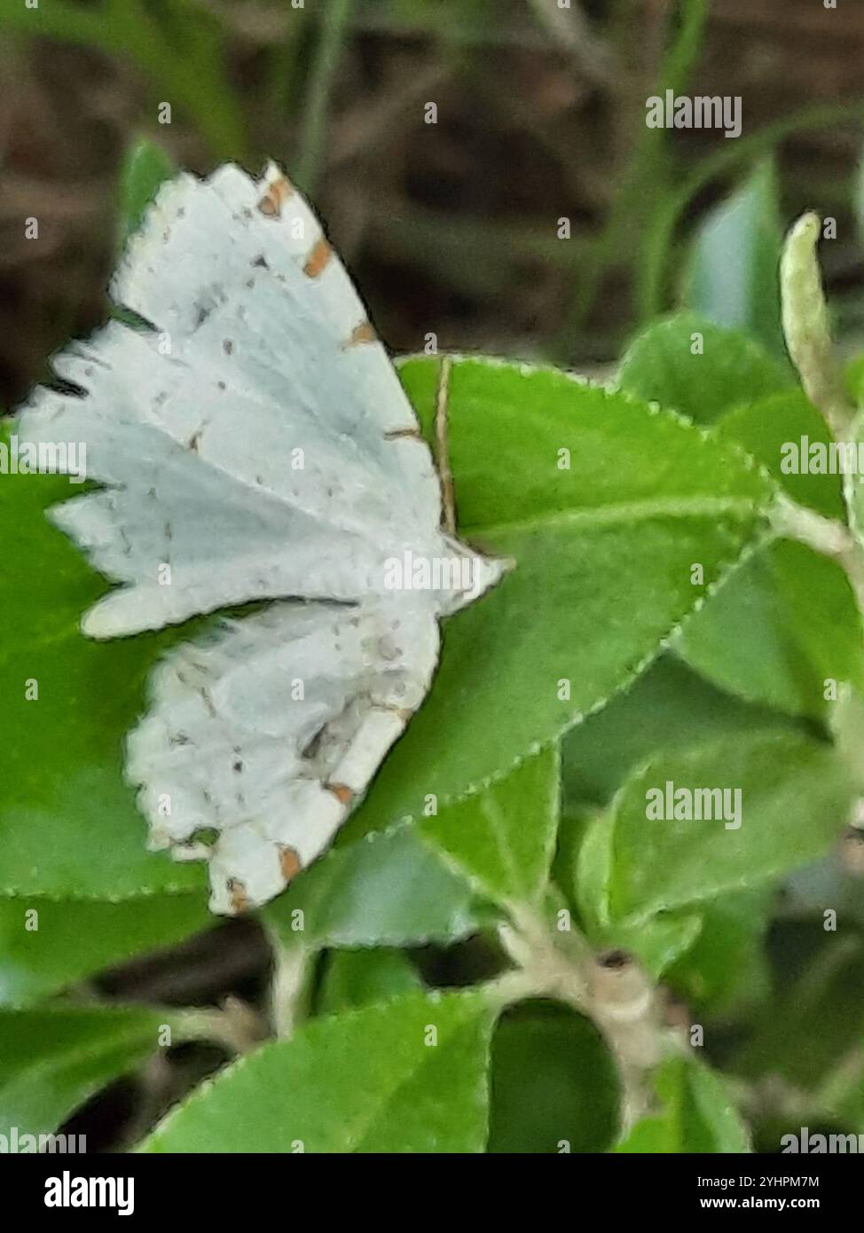 Lesser Maple Spanworm Moth (Macaria pustularia Stock Photo - Alamy