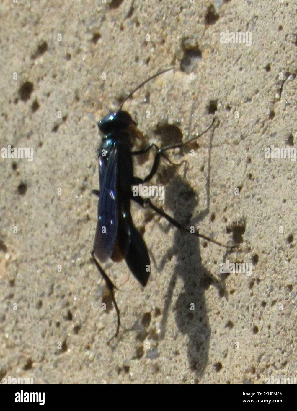 Blue Mud-dauber Wasps (Chalybion Stock Photo - Alamy