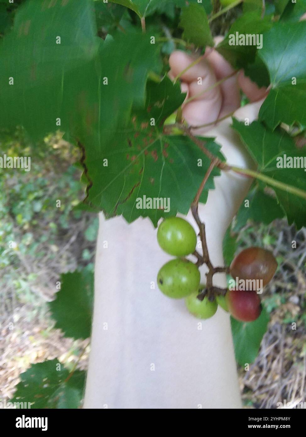 muscadine (Vitis rotundifolia Stock Photo - Alamy