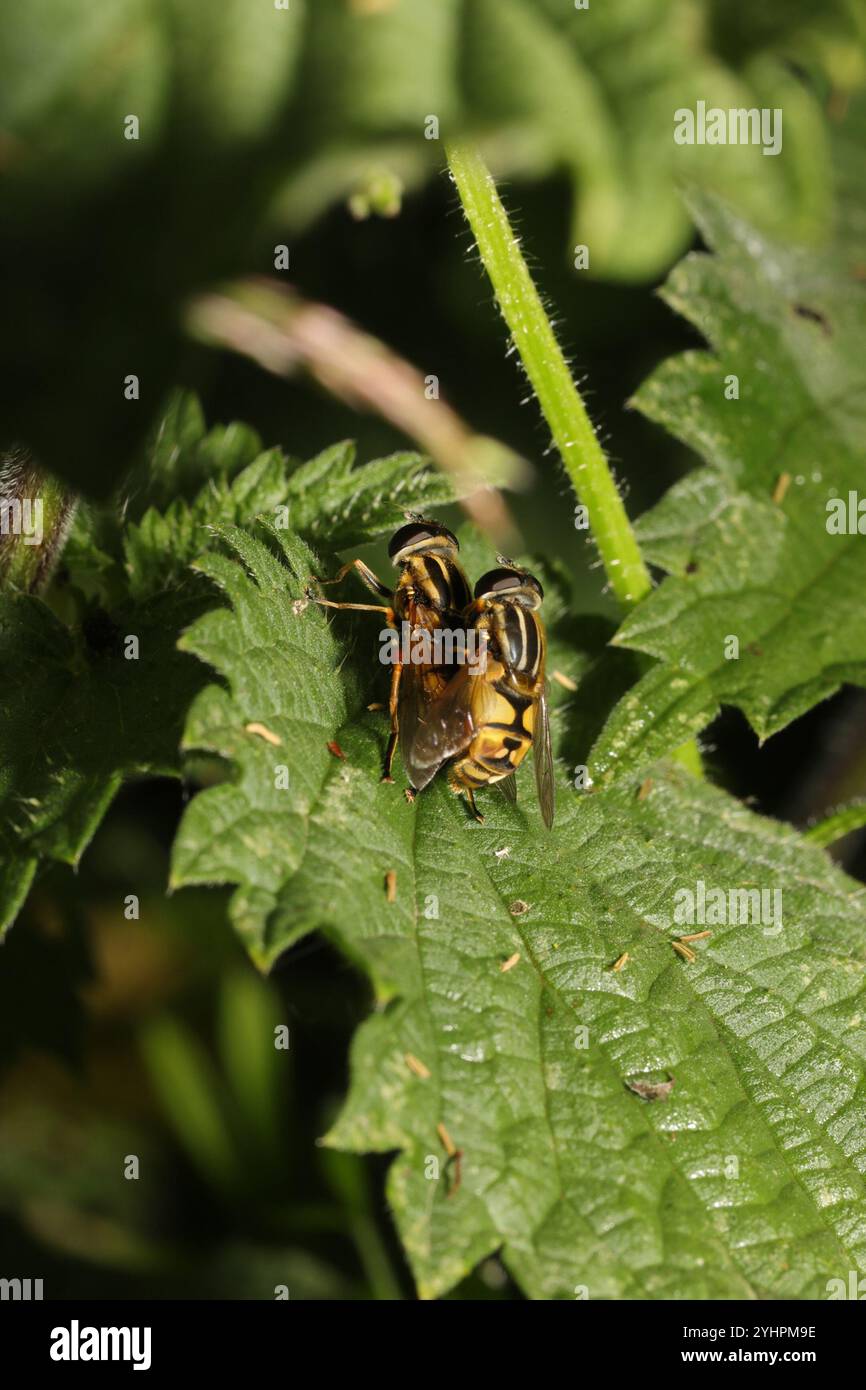 Sun Fly (Helophilus pendulus Stock Photo - Alamy