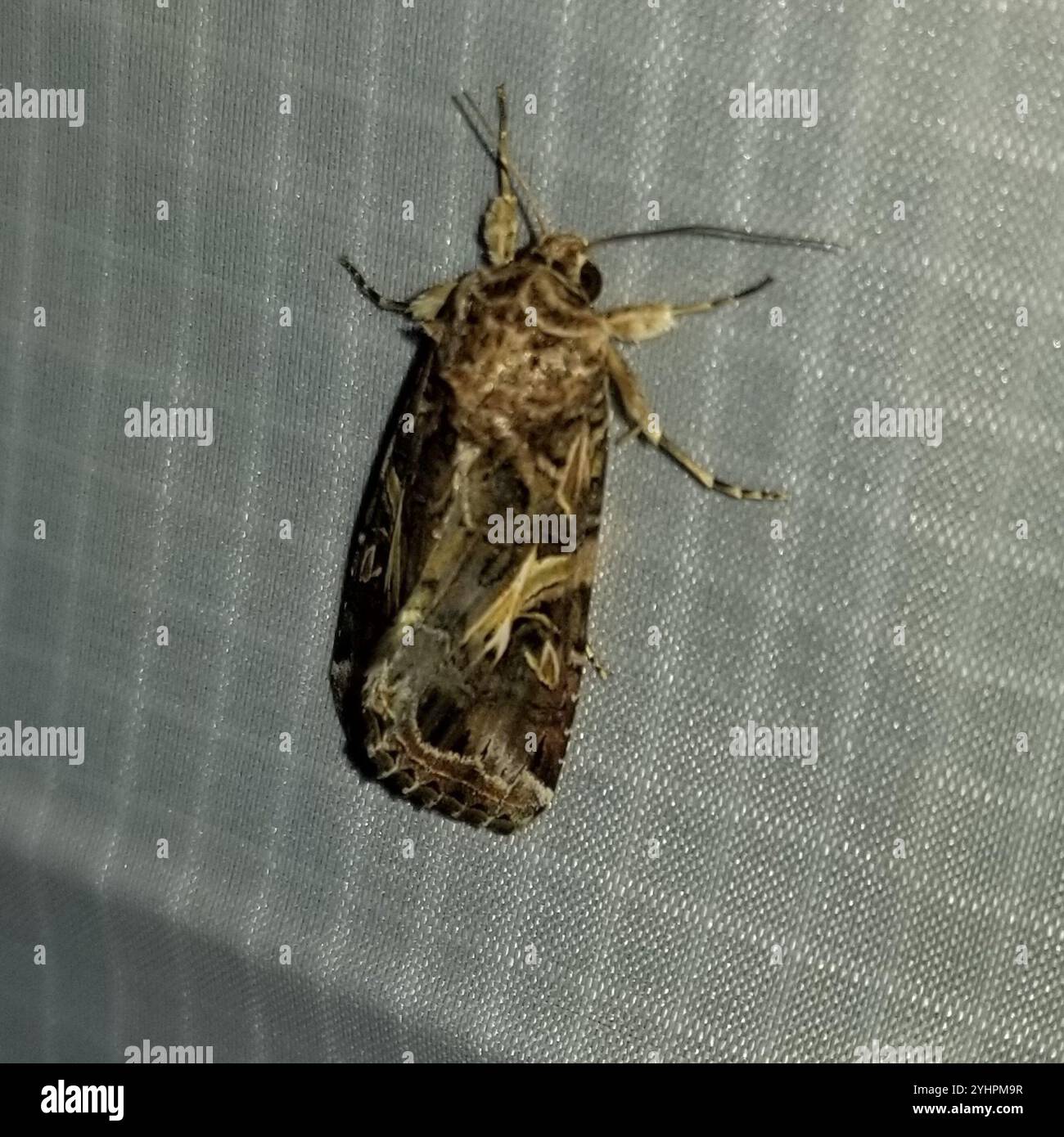 Yellow-striped Armyworm Moth (Spodoptera ornithogalli Stock Photo - Alamy