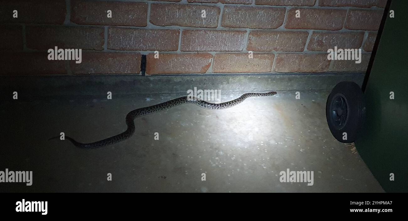 Spotted Python (Antaresia maculosa Stock Photo - Alamy