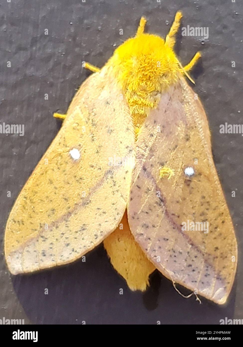 Spiny Oakworm Moth (Anisota stigma Stock Photo - Alamy