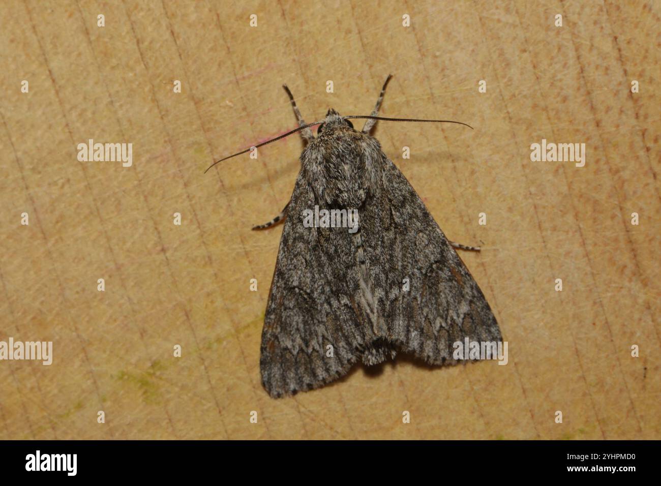 Sycamore Moth (Acronicta aceris Stock Photo - Alamy