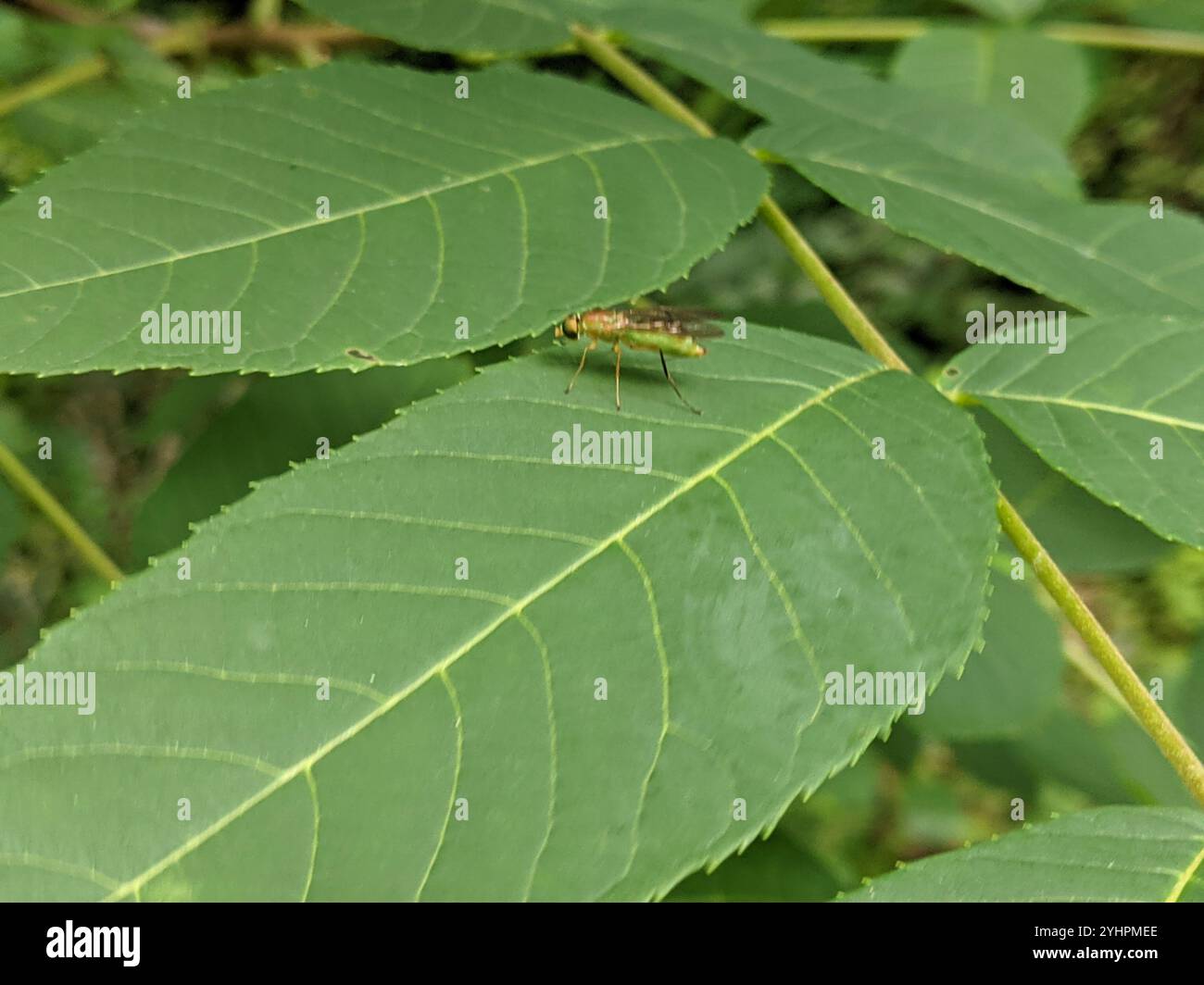 Compost Fly (Ptecticus trivittatus Stock Photo - Alamy