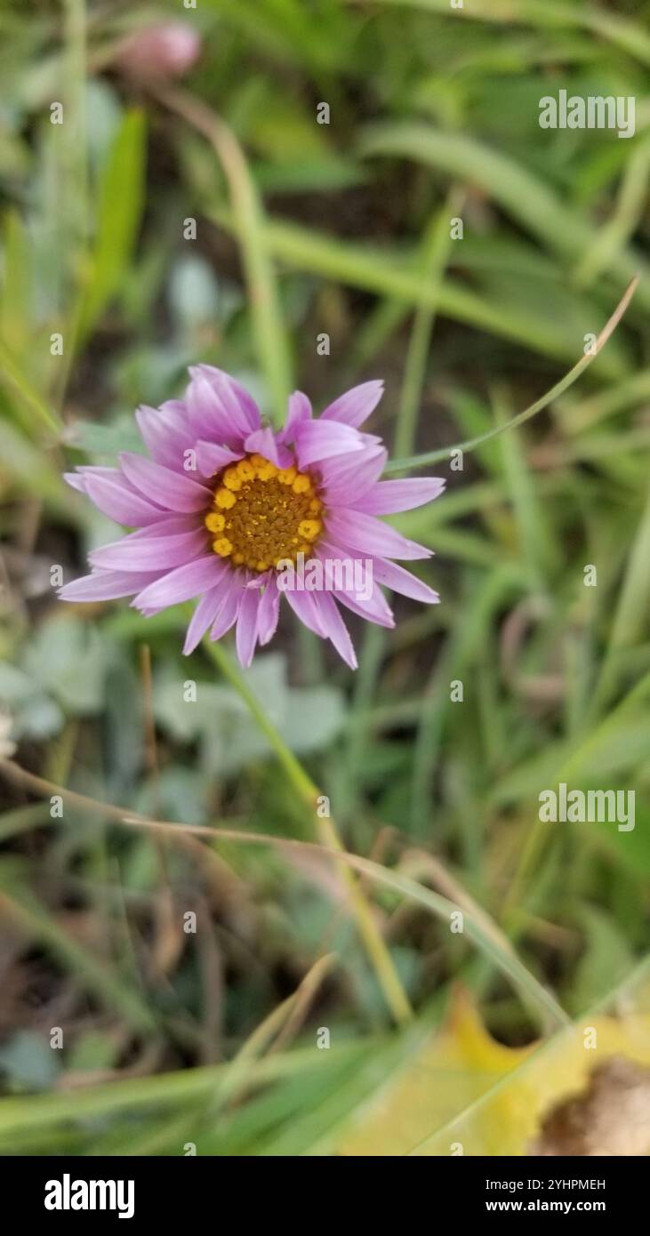 California Aster (Corethrogyne filaginifolia Stock Photo - Alamy
