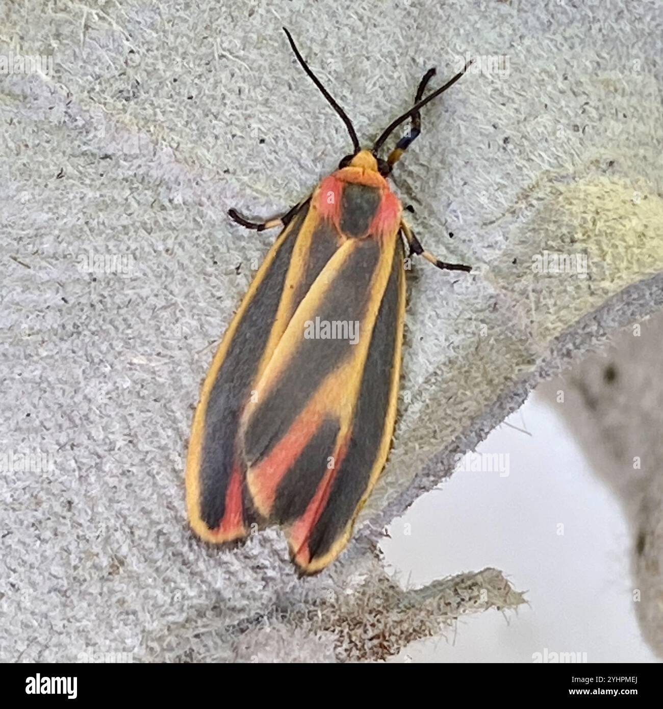 Painted Lichen Moth (Hypoprepia fucosa Stock Photo - Alamy