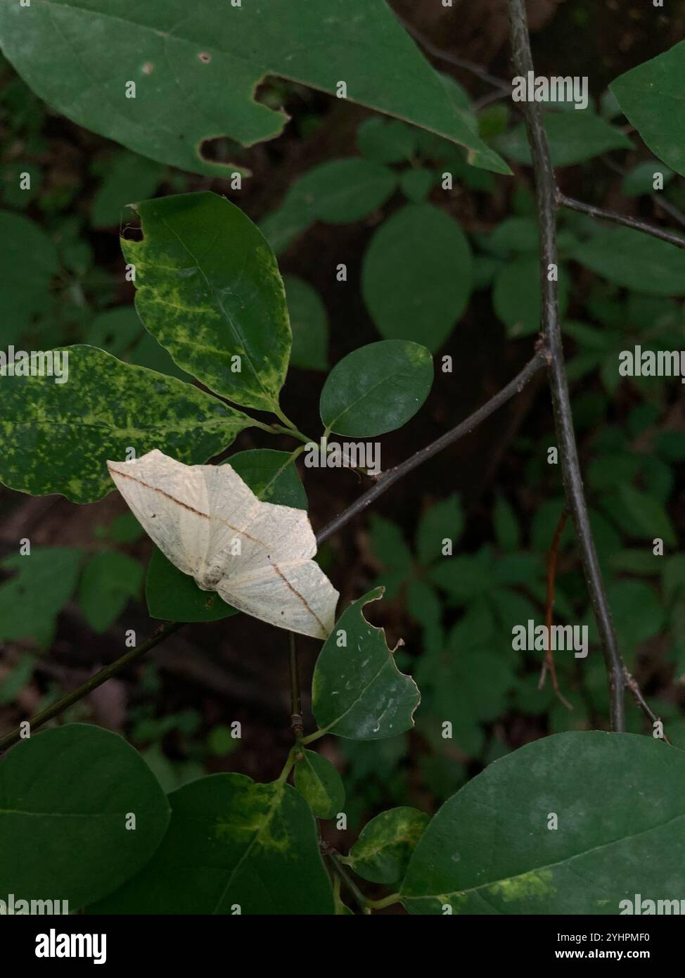 Yellow Slant-line (Tetracis crocallata Stock Photo - Alamy