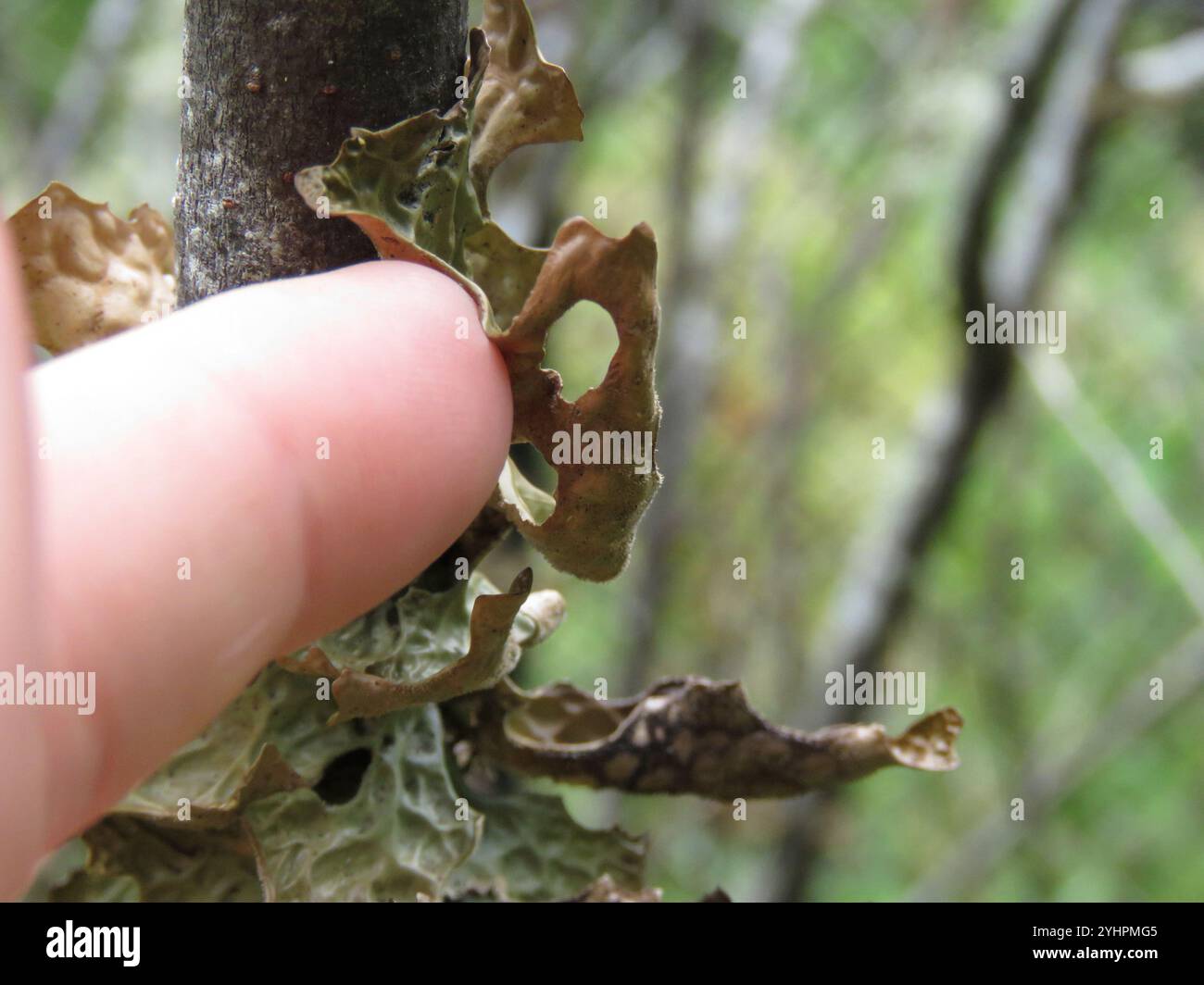Tree Lungwort (Lobaria pulmonaria Stock Photo - Alamy