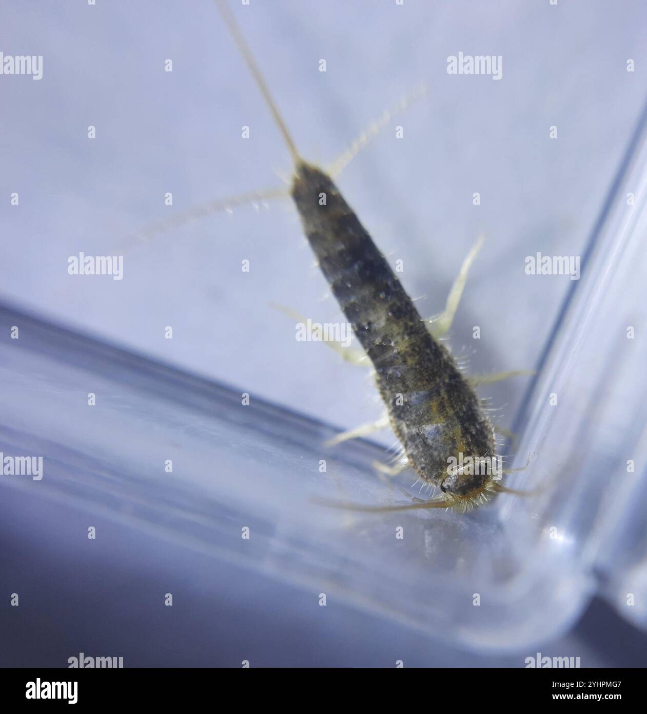 Long tailed silverfish hi-res stock photography and images - Alamy