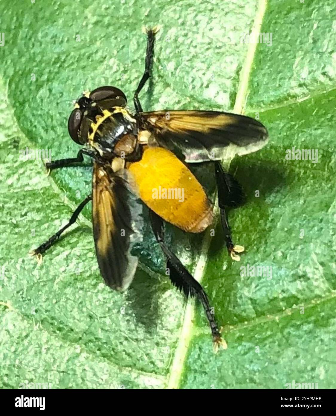 Swift Feather-legged Fly (Trichopoda pennipes Stock Photo - Alamy