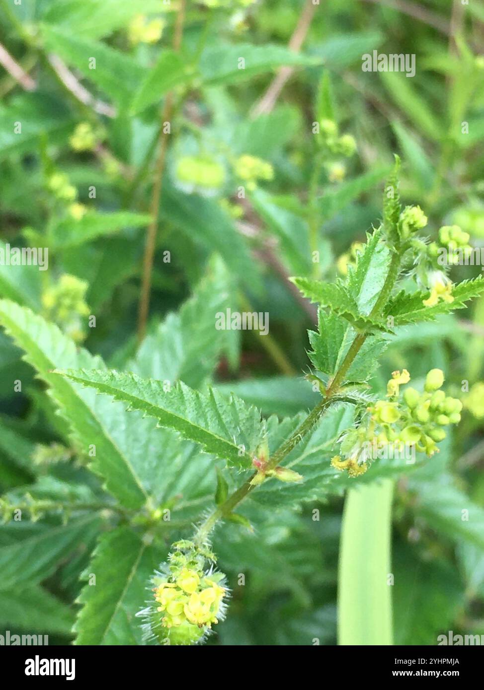 Nettleleaf Noseburn (Tragia urticifolia Stock Photo - Alamy