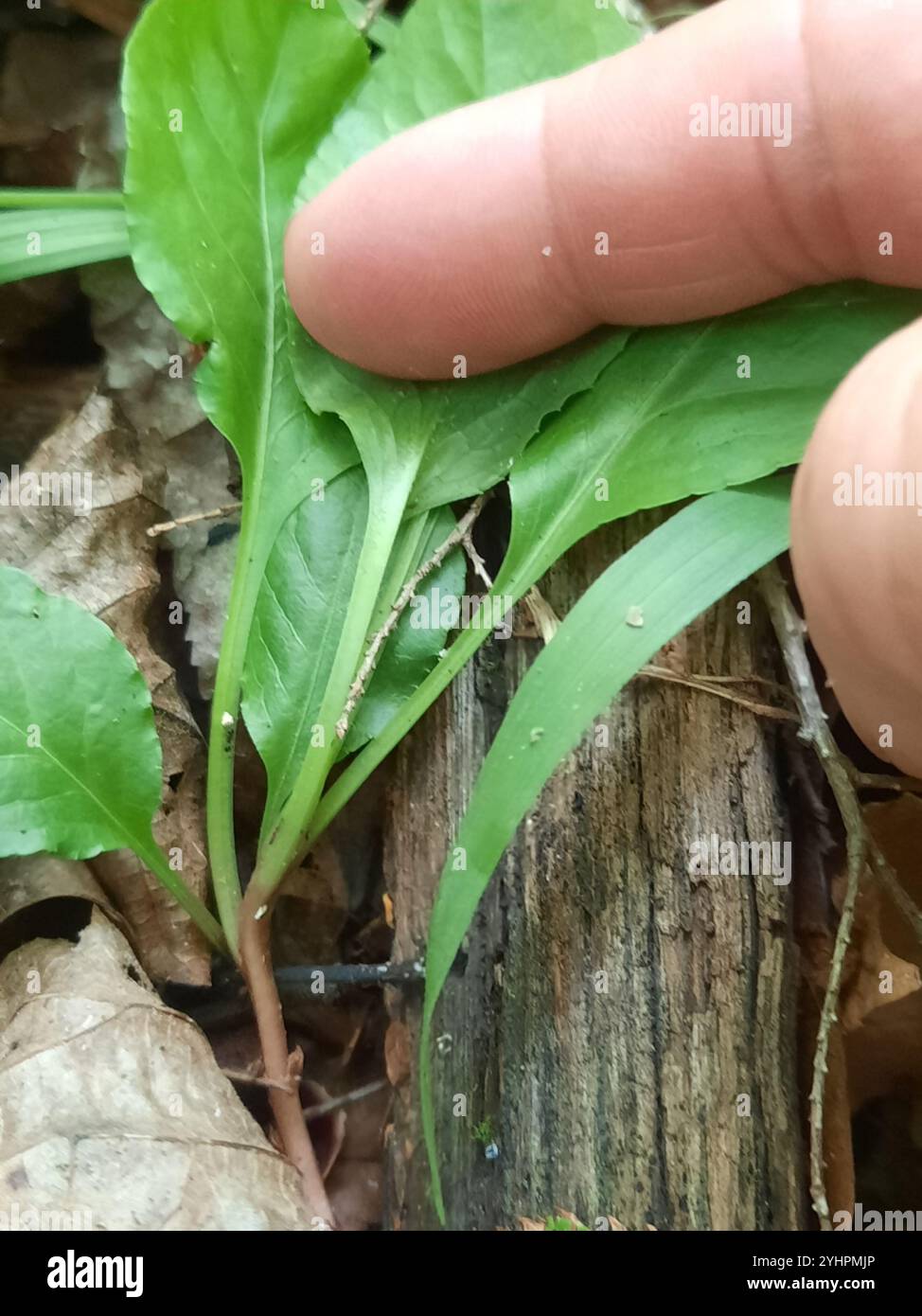 shinleaf (Pyrola elliptica Stock Photo - Alamy