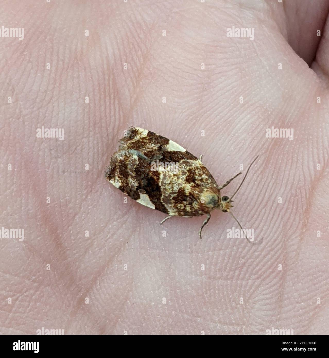 Fruit-tree Leafroller Moth (Archips argyrospila Stock Photo - Alamy