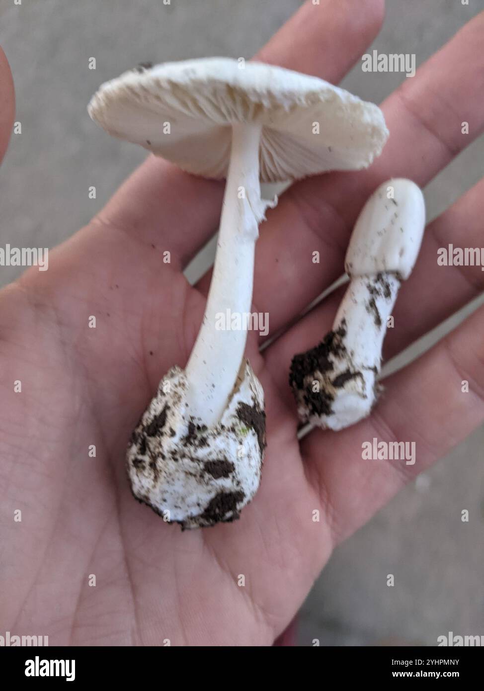 Eastern North American Destroying Angel (Amanita bisporigera Stock ...