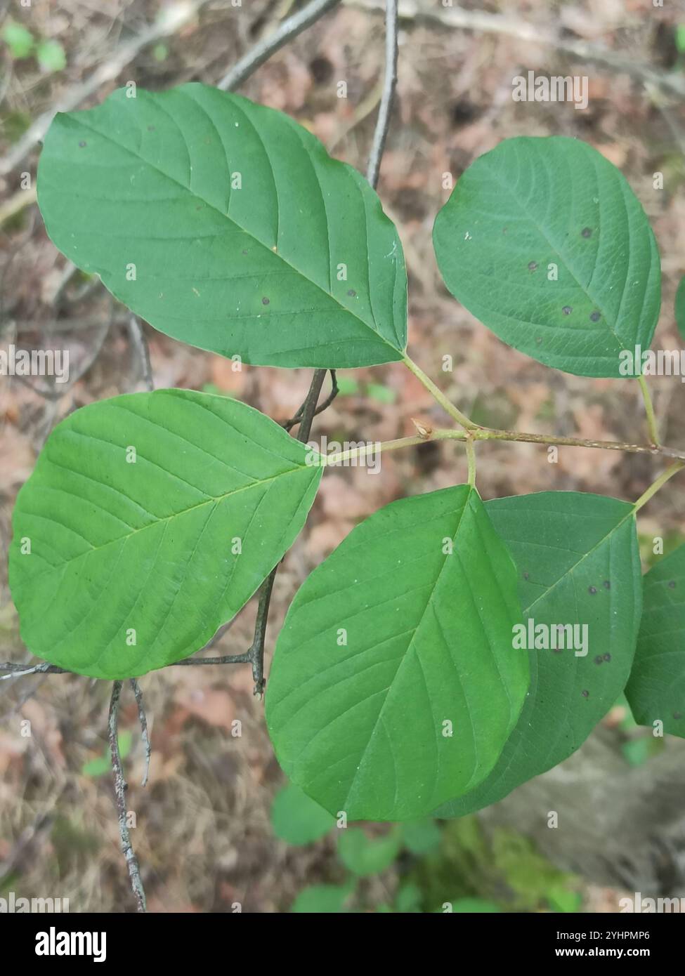 alder buckthorn (Frangula alnus Stock Photo - Alamy