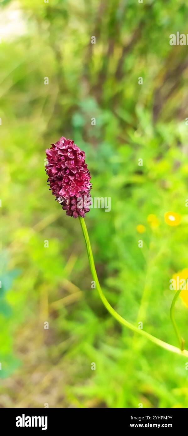 Great burnet (Sanguisorba officinalis Stock Photo - Alamy