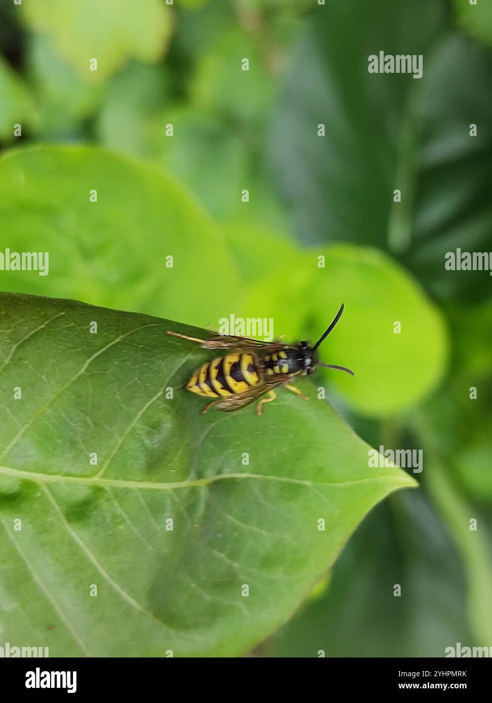 Common European Yellowjacket (Vespula vulgaris Stock Photo - Alamy