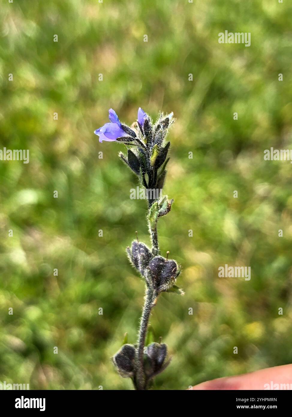 American alpine speedwell (Veronica wormskjoldii Stock Photo - Alamy