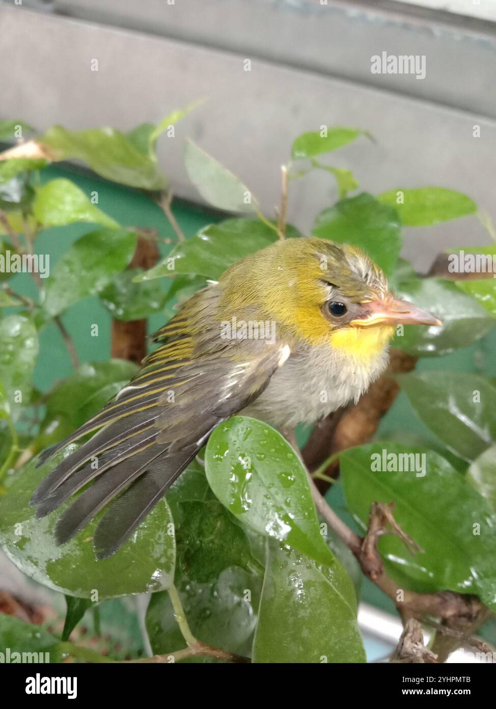 Swinhoe's White-eye (Zosterops simplex Stock Photo - Alamy