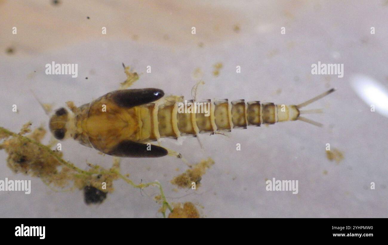 Small Mayflies (Baetidae Stock Photo - Alamy