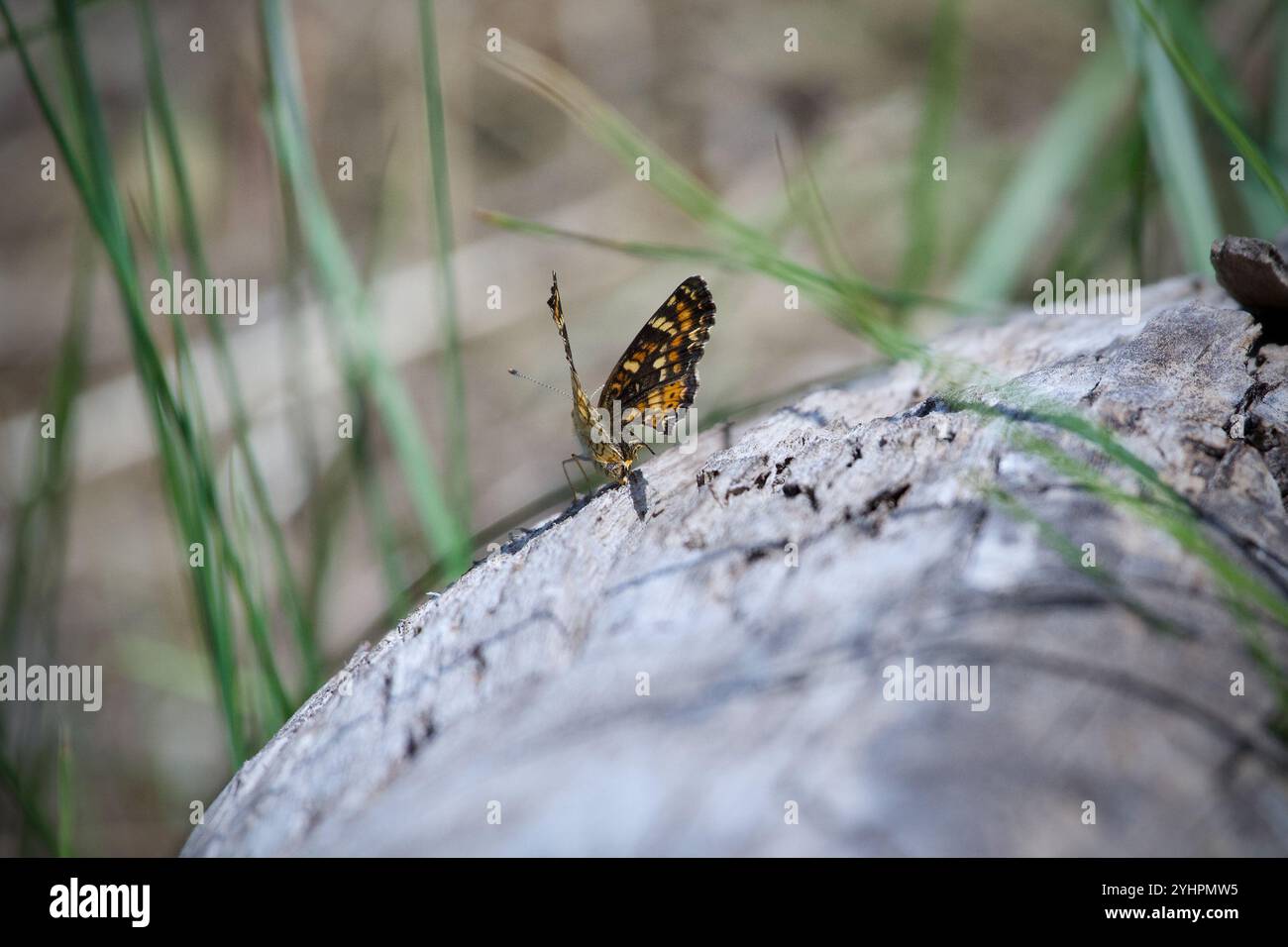Field Crescent (Phyciodes pulchella Stock Photo - Alamy
