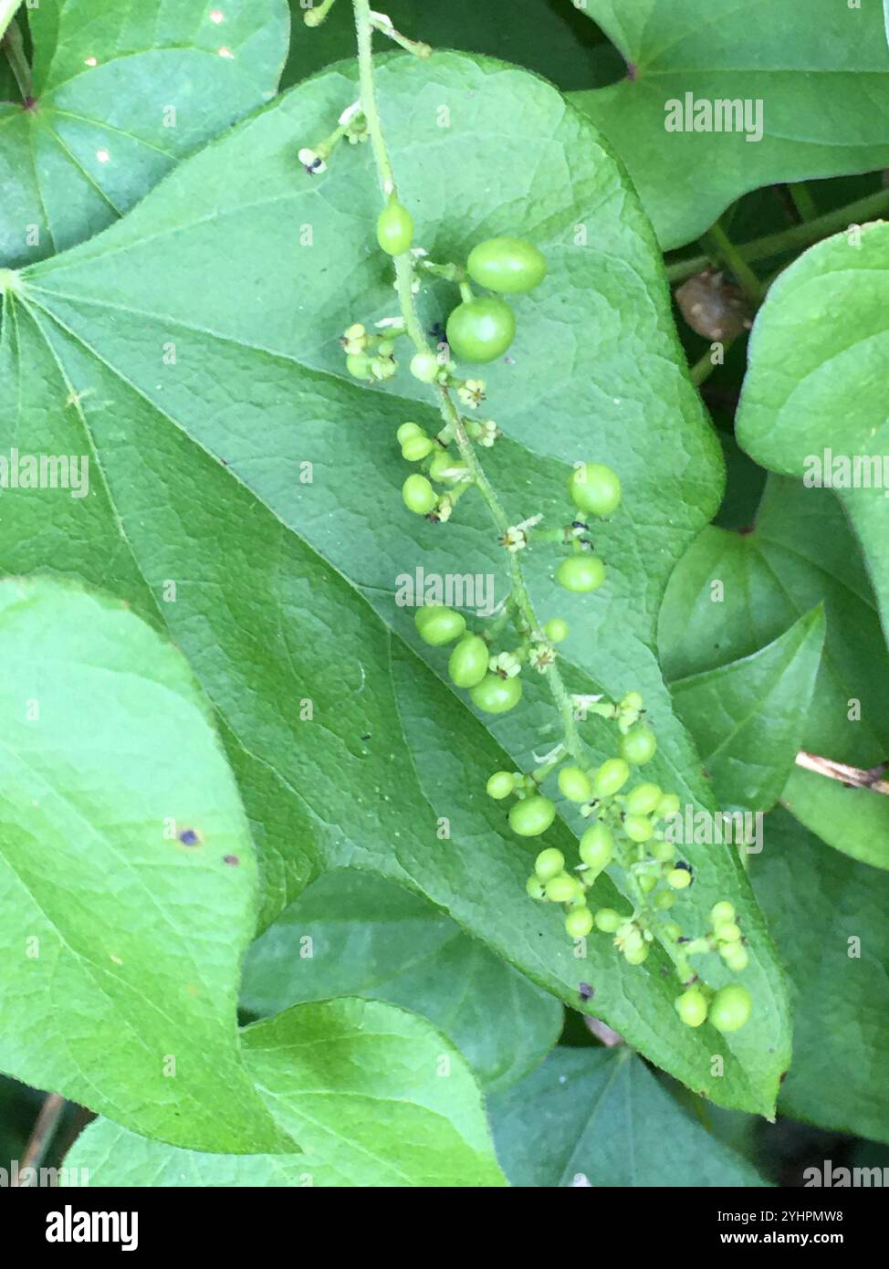 Carolina snailseed (Nephroia carolina Stock Photo - Alamy