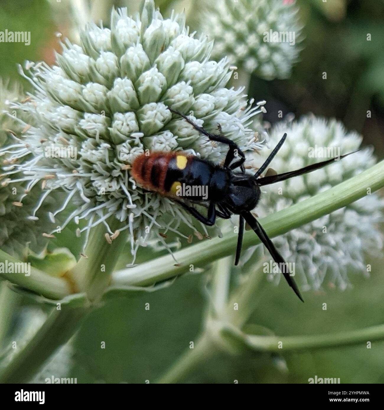 Blue-winged Scoliid Wasp (Scolia dubia Stock Photo - Alamy