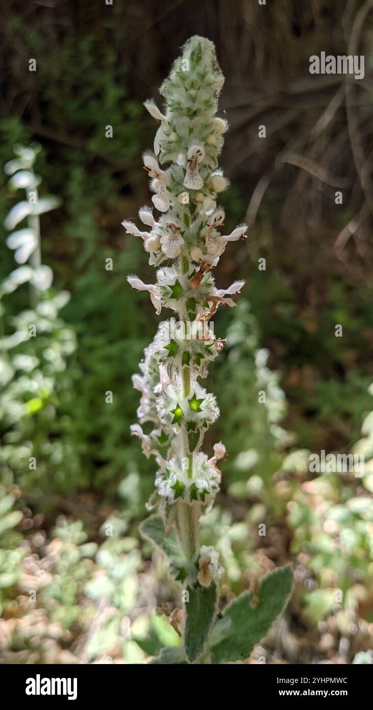 whitestem hedgenettle (Stachys albens Stock Photo - Alamy