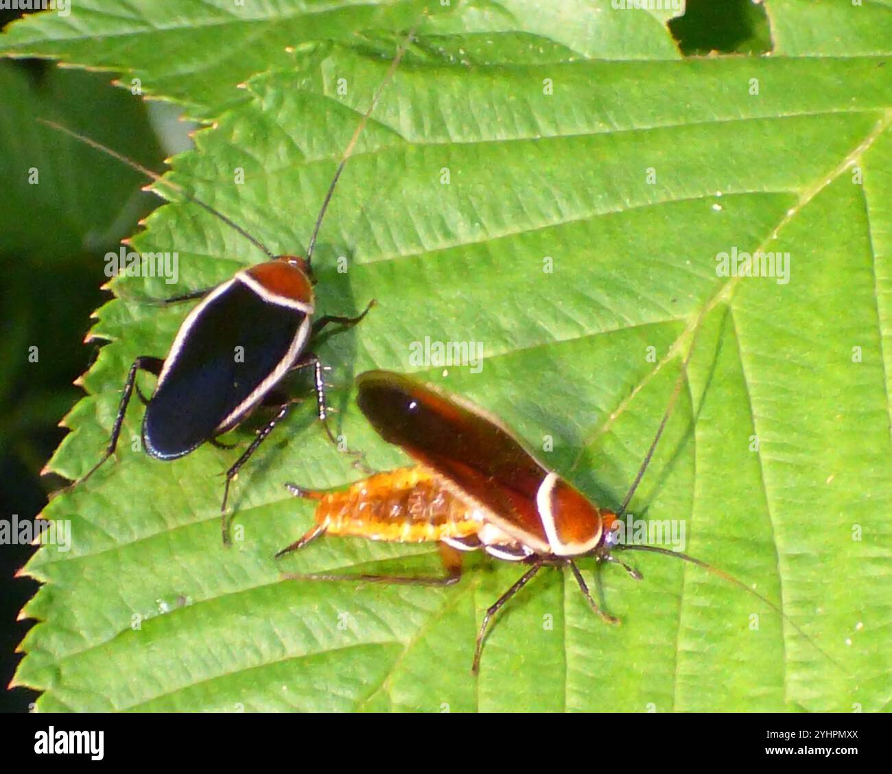 Pale bordered field cockroach hi-res stock photography and images - Alamy