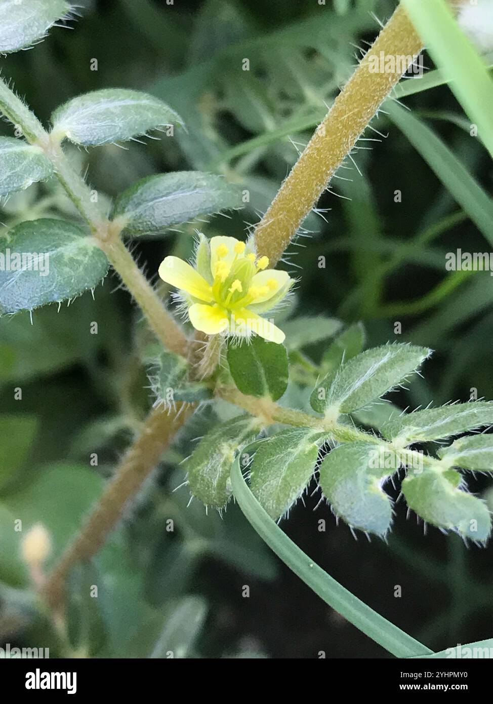 puncture vine (Tribulus terrestris Stock Photo - Alamy