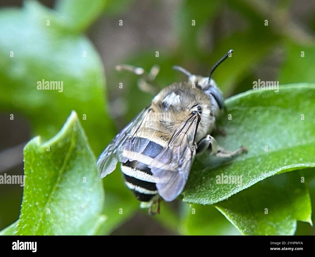 Urbane digger bee hi-res stock photography and images - Alamy