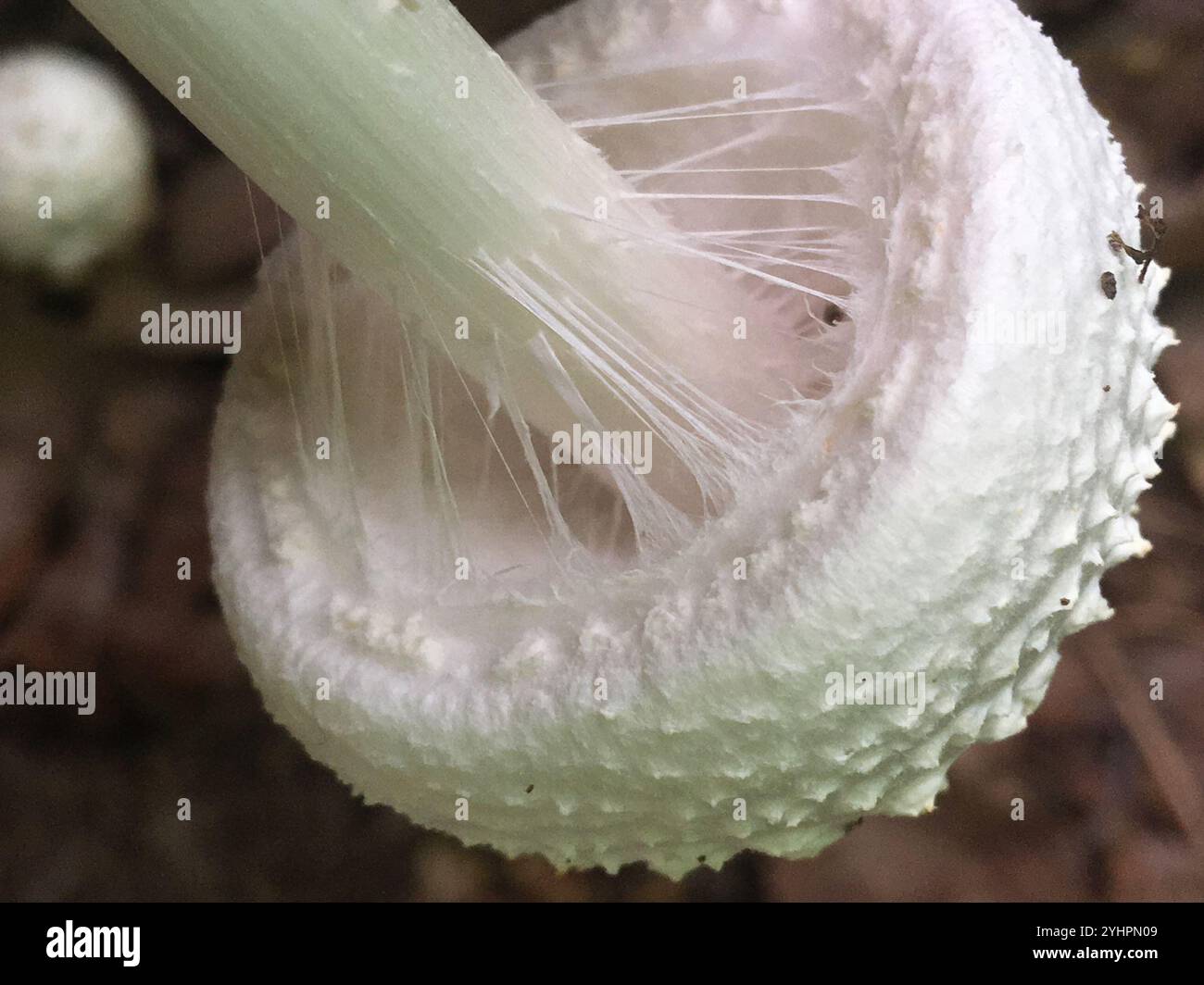 American Abrupt-Bulbed Lepidella (Amanita abrupta Stock Photo - Alamy