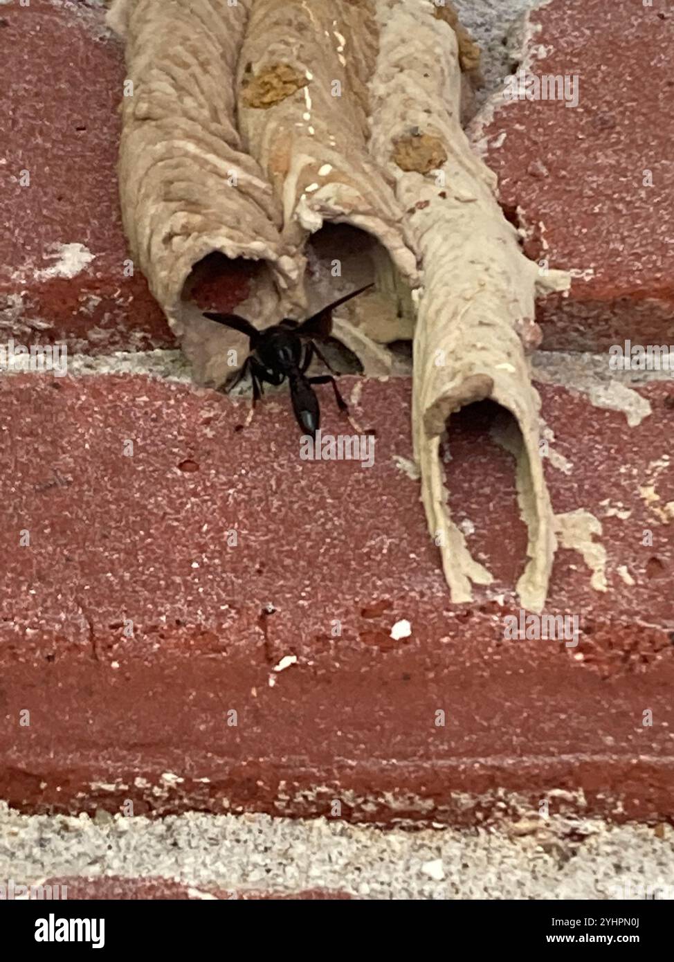 Trypoxylon politum wasp hi-res stock photography and images - Alamy